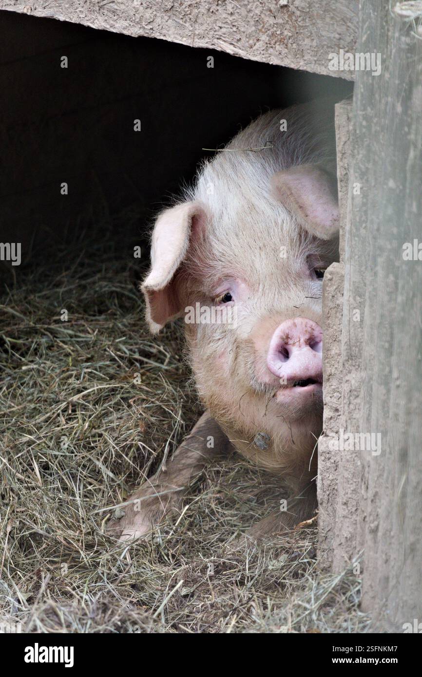 Domestic pig aka Sus domesticus in the pigsty. Small farm in Czech ...