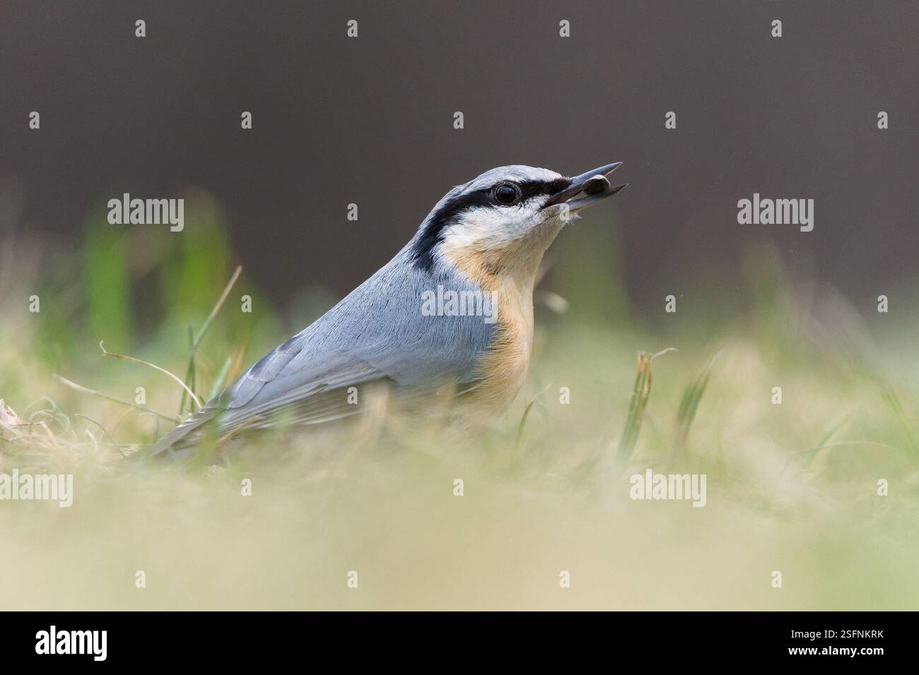 Sitta europaea aka Eurasian nuthatch with the seed in his beak. Hidden ...