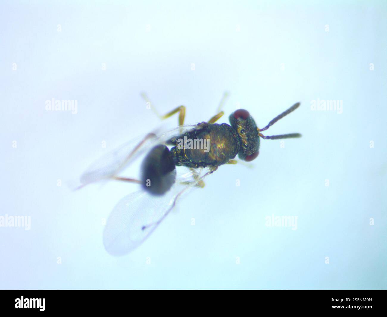 (Pteromalidae), Insecta, Moscow, ID, USA, Emerged from a mossy rose ...