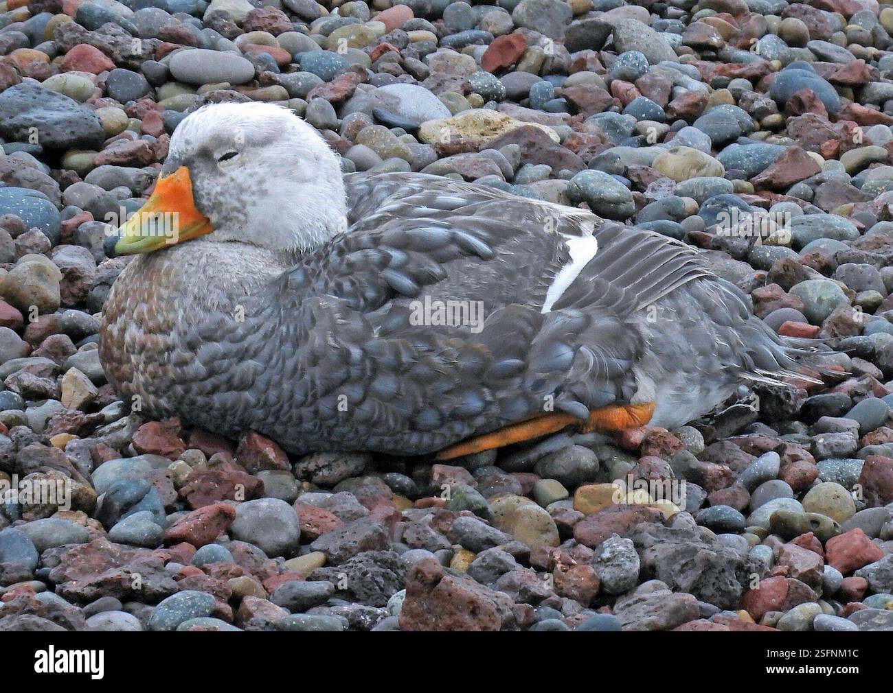 White-headed Steamer Duck (Tachyeres leucocephalus), Aves, Chubut, AR ...