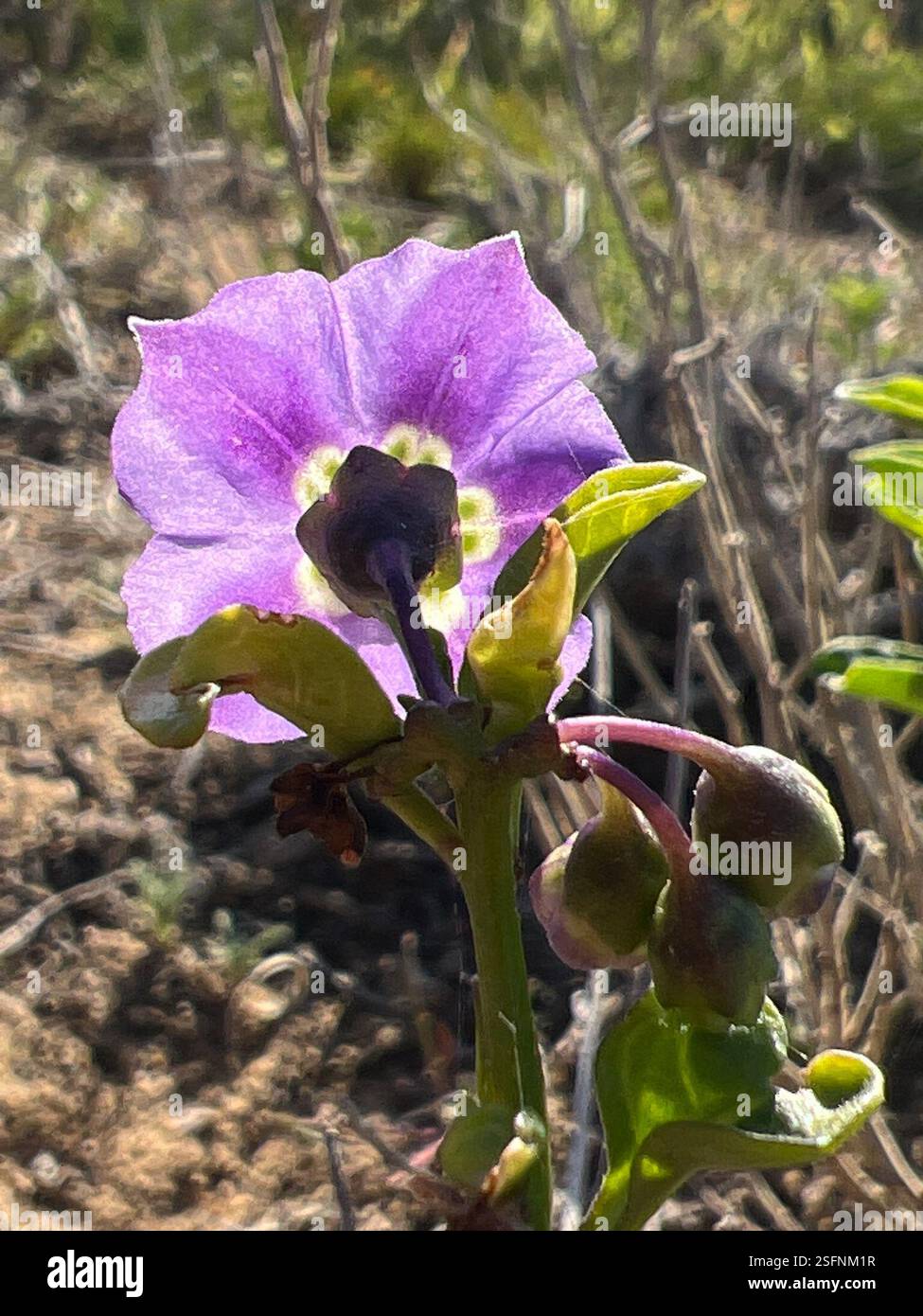 Parish's nightshade (Solanum parishii), Plantae, Torrey Pines State ...