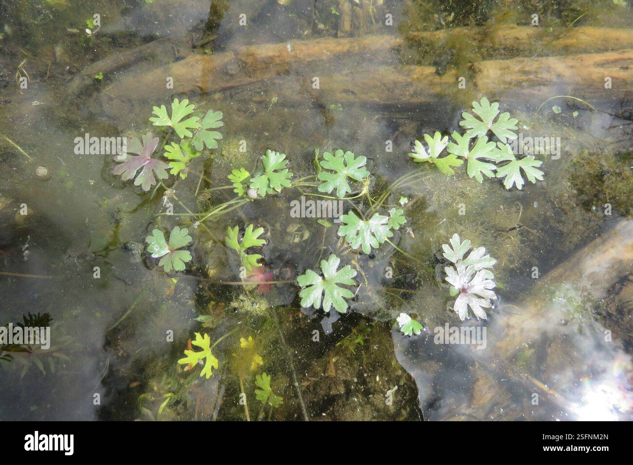 Small Yellow Water-crowfoot (Ranunculus gmelinii), Plantae, Bjorkdale ...
