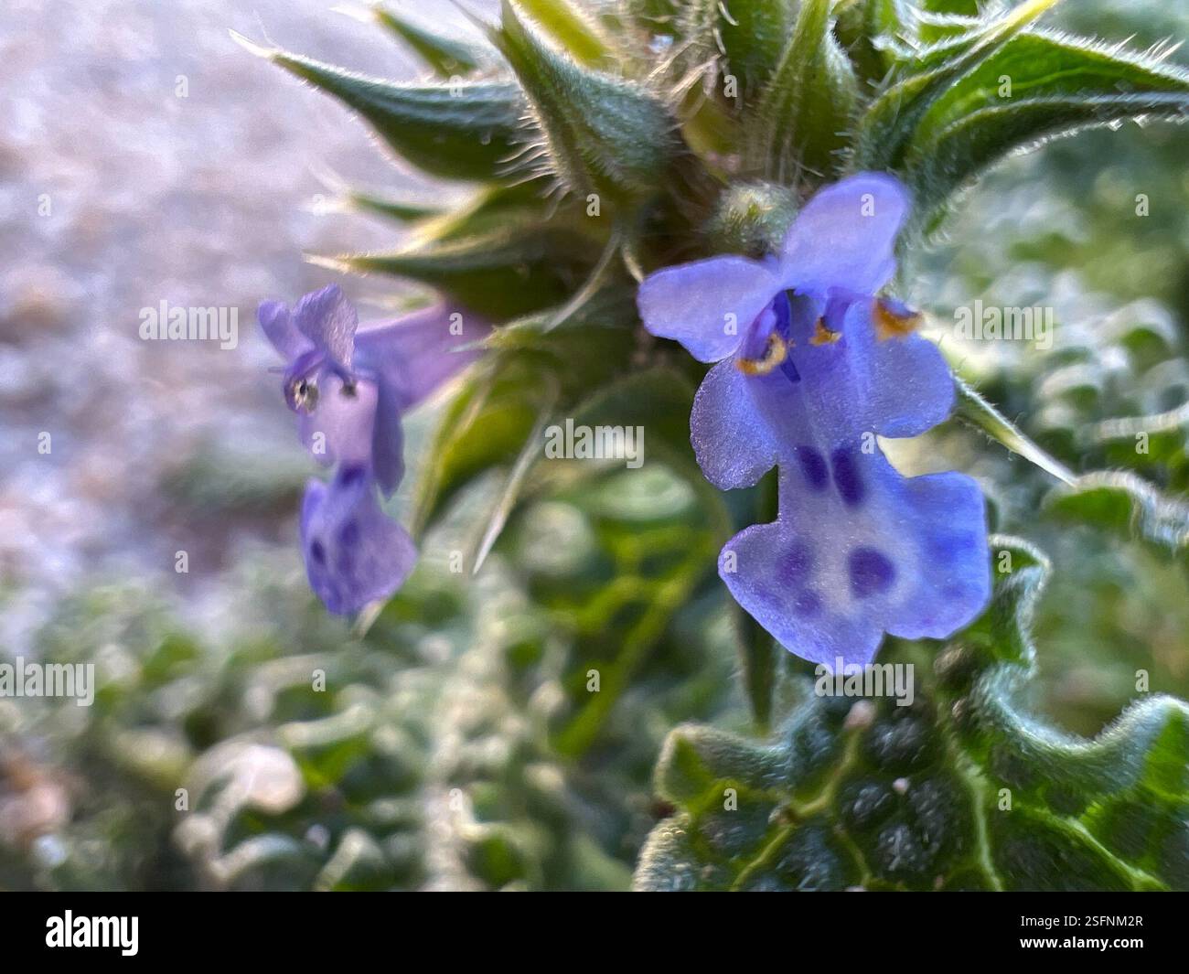 Chia (Salvia columbariae), Plantae, San Diego County, US-CA, US Stock ...