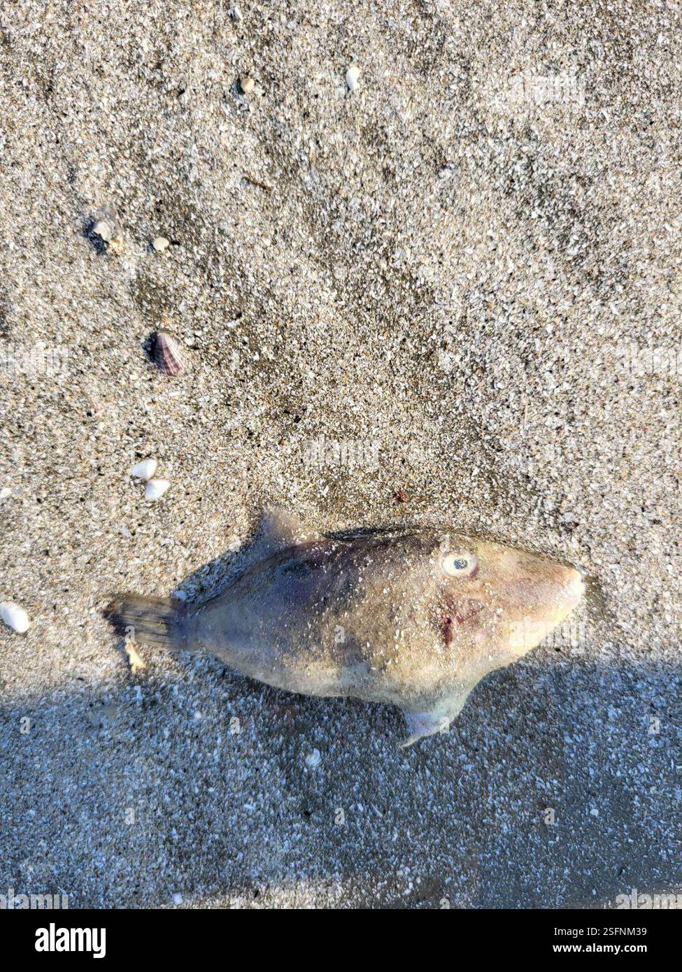 Triggerfishes (Balistidae), Actinopterygii, Хуахин, Прачуапкхирикхан ...