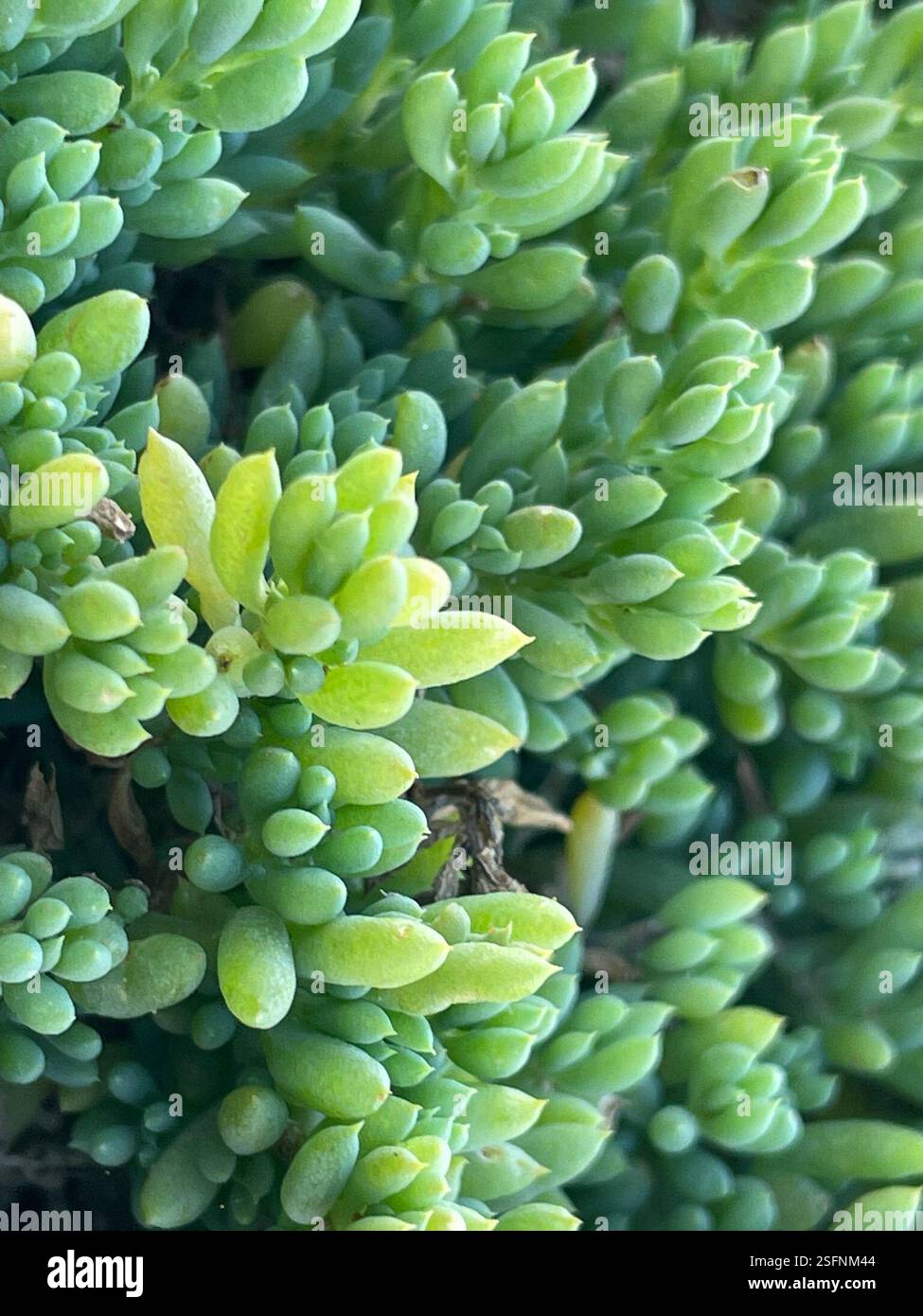 Coast Bonefruit (Threlkeldia diffusa), Plantae, Melbourne VIC ...