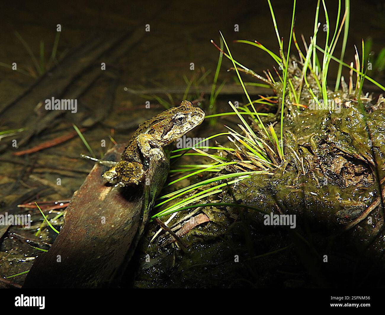 Common Eastern Froglet (Crinia signifera), Amphibia, Hobart TAS ...