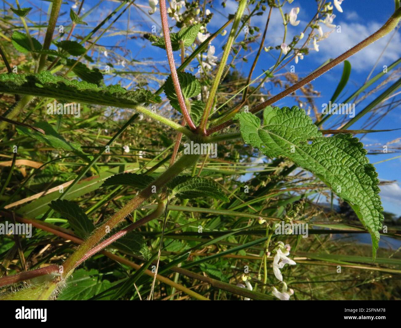 Citronella Spurflower (Equilabium laxiflorum), Plantae, Umgungundlovu ...
