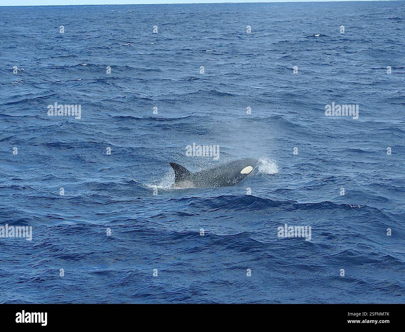 Orca (Orcinus orca), Mammalia, Bremer Bay WA 6338, Australia Stock ...