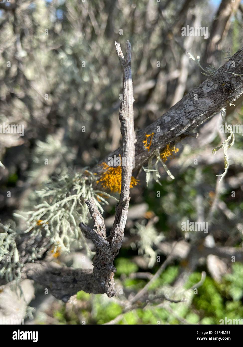 (Polycauliona pollinarioides), Fungi, Santa Cruz County, CA, USA Stock ...