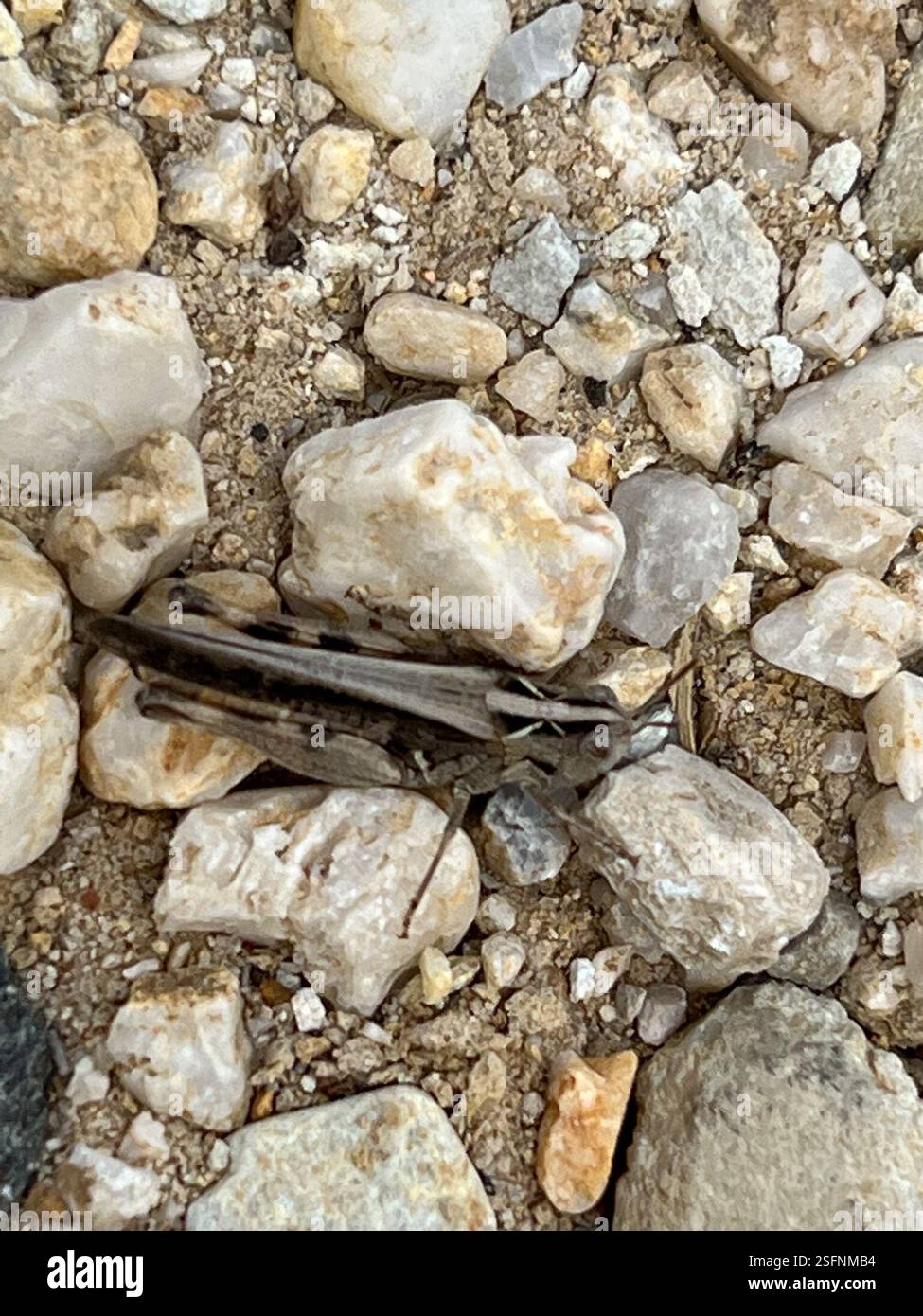 (Austroicetes), Insecta, Tasmania, Rowella, TAS, AU Stock Photo - Alamy