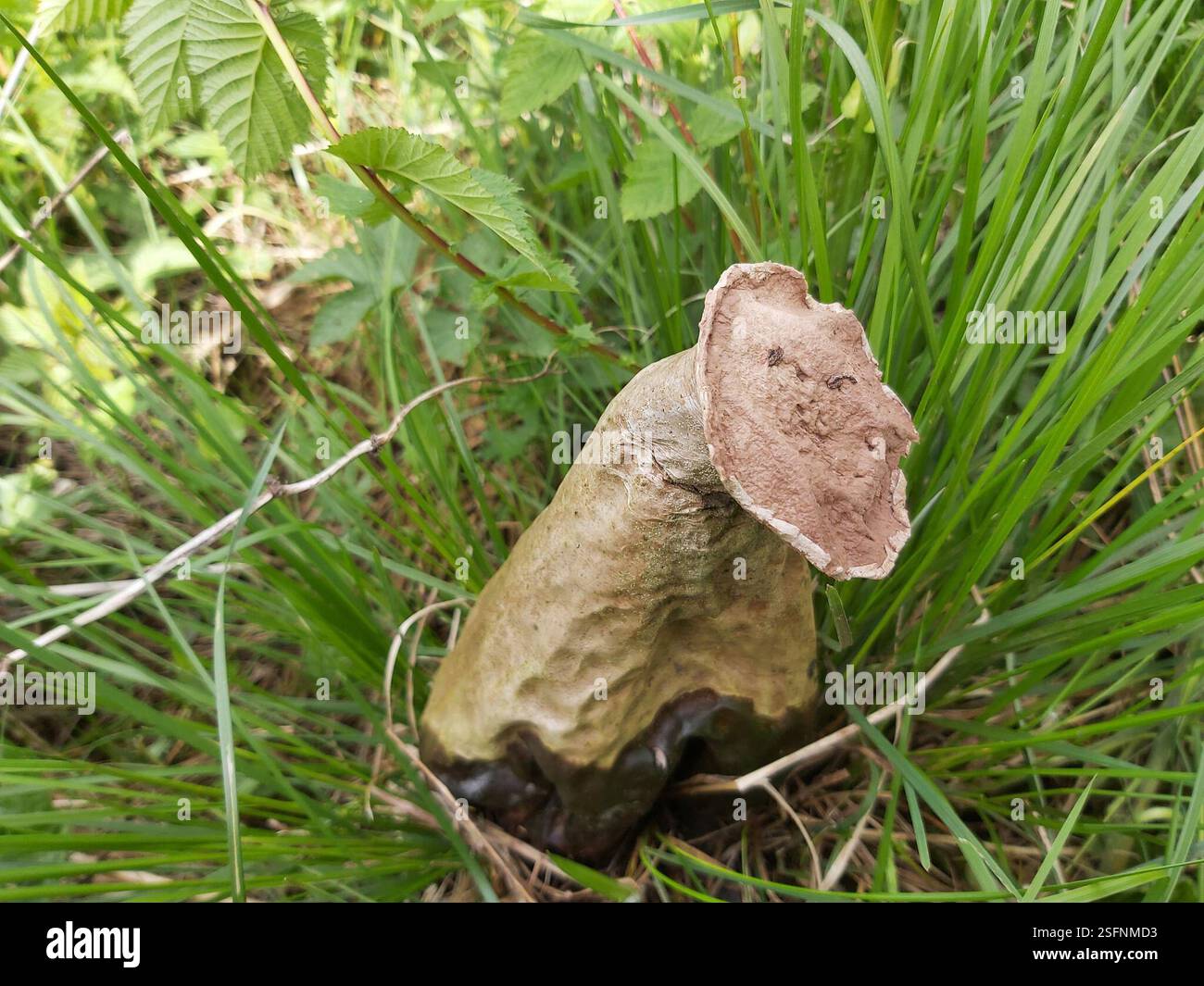 Pestle Puffball (Lycoperdon excipuliforme), Fungi, Antakalnis, Vilnius ...
