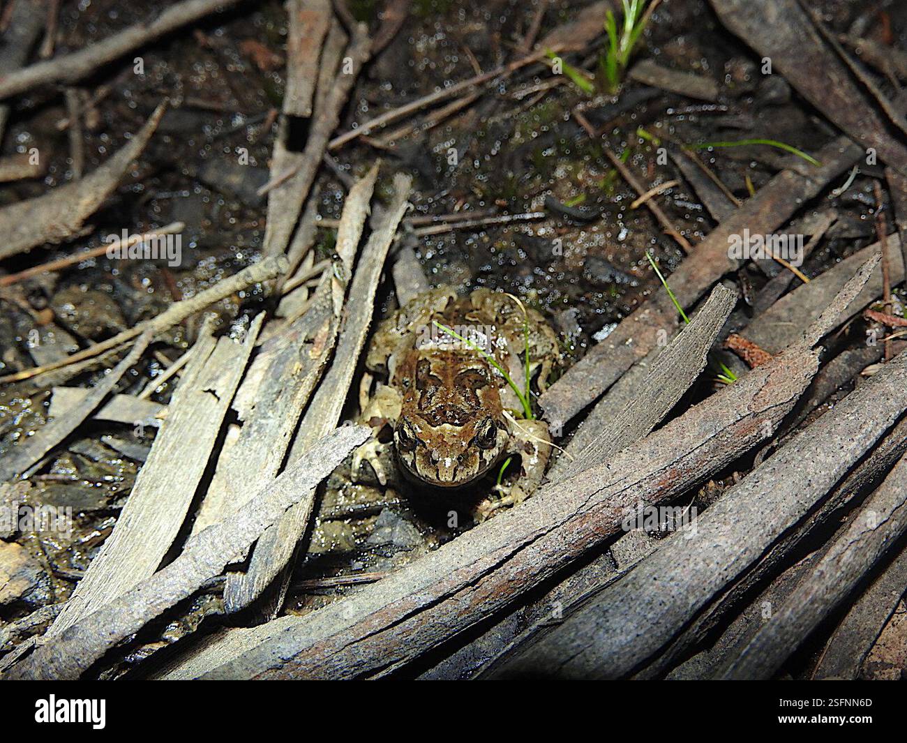 Common Eastern Froglet (Crinia signifera), Amphibia, Hobart TAS ...