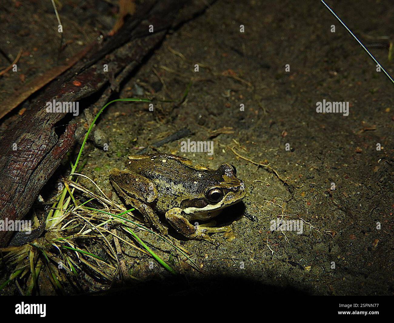 Brown Tree Frog (Litoria ewingii), Amphibia, Hobart TAS, Australia ...