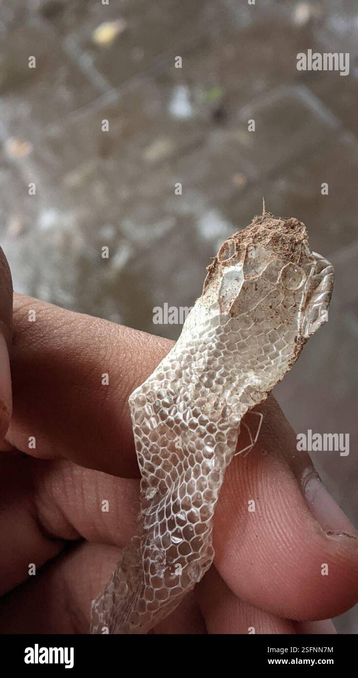 Snakes (Serpentes), Reptilia, Kedungpane, Mijen, Semarang City, Central ...