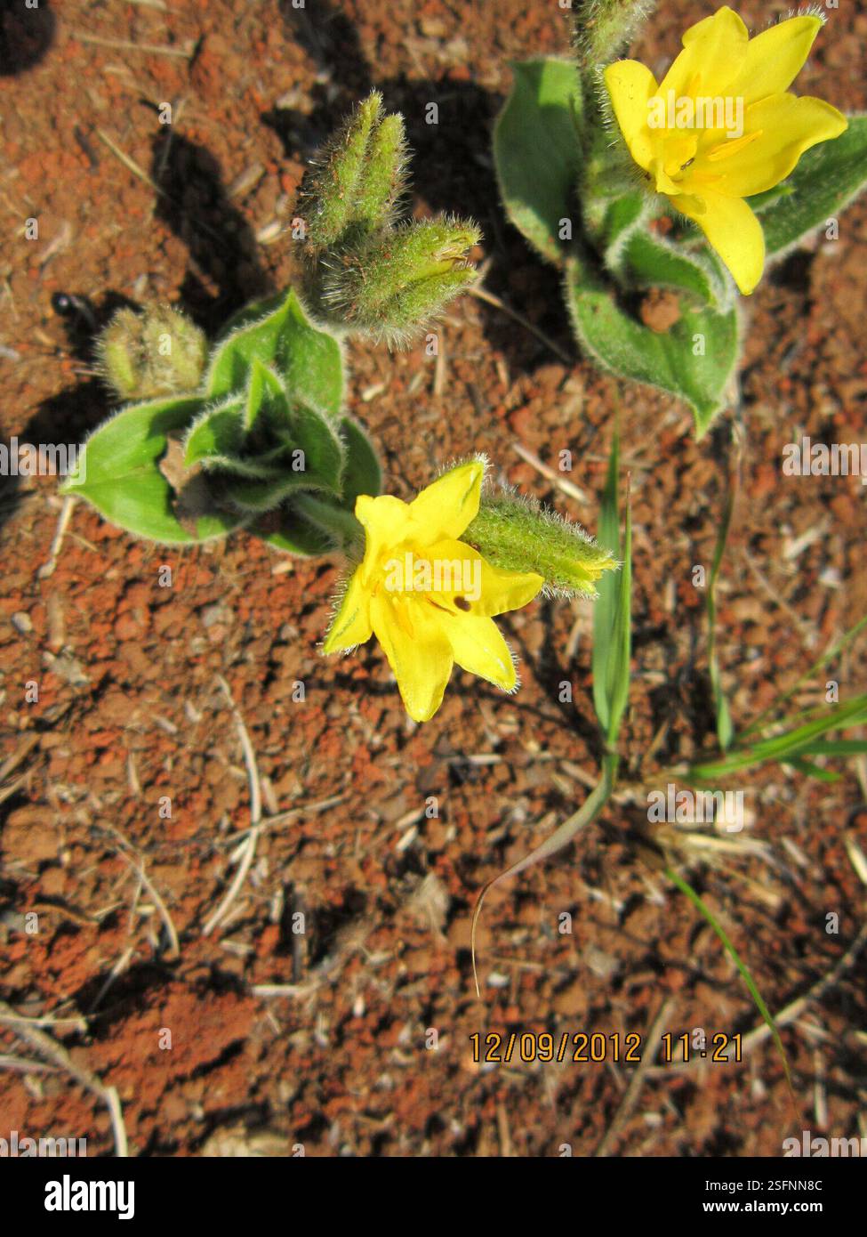 Winter Stargrass (Hypoxis multiceps), Plantae, uMgungundlovu District ...