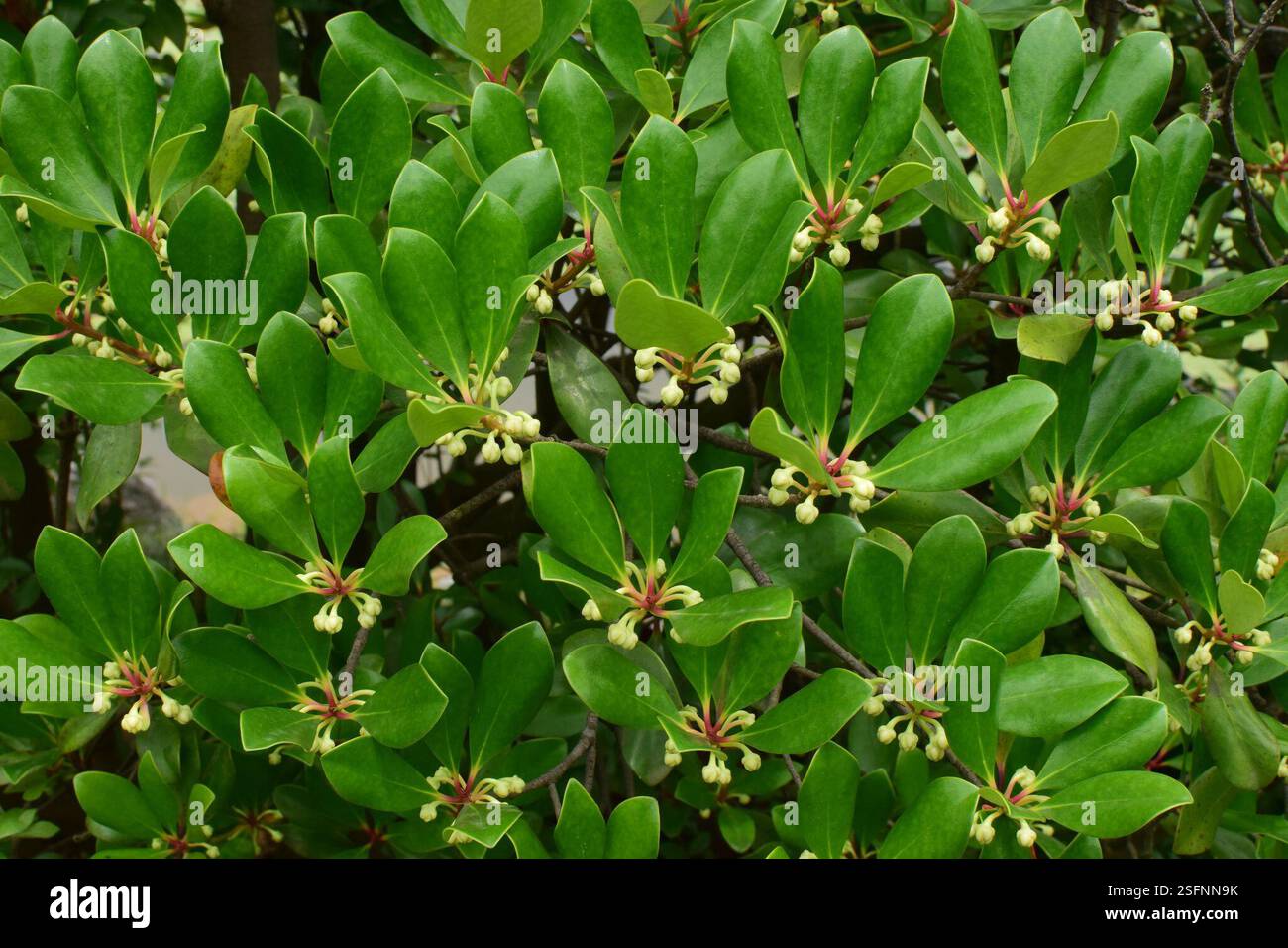 Japanese Ternstroemia (Ternstroemia gymnanthera), Plantae, 中国浙江省杭州市西湖区 ...