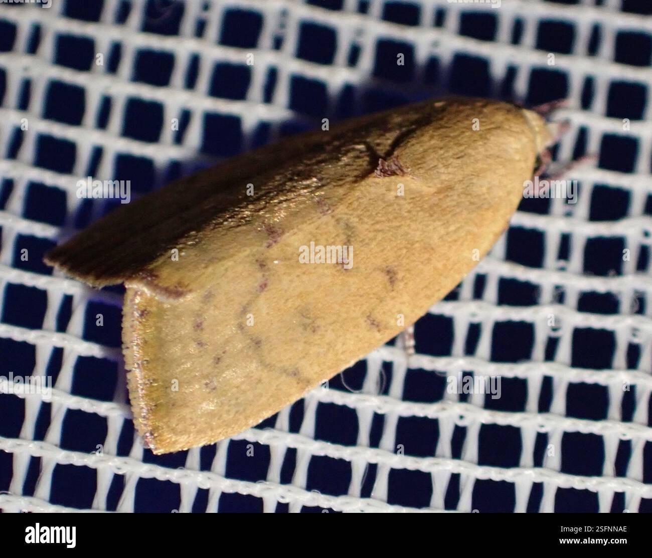 Tufted Moths (Nolidae), Insecta, Santo Antão, Cape Verde, CV Stock ...