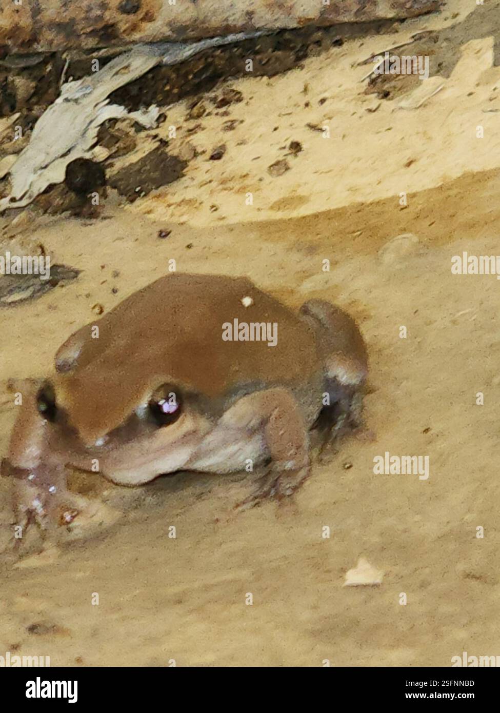 Desert Tree Frog (Litoria rubella), Amphibia, Bouldercombe QLD 4702 ...