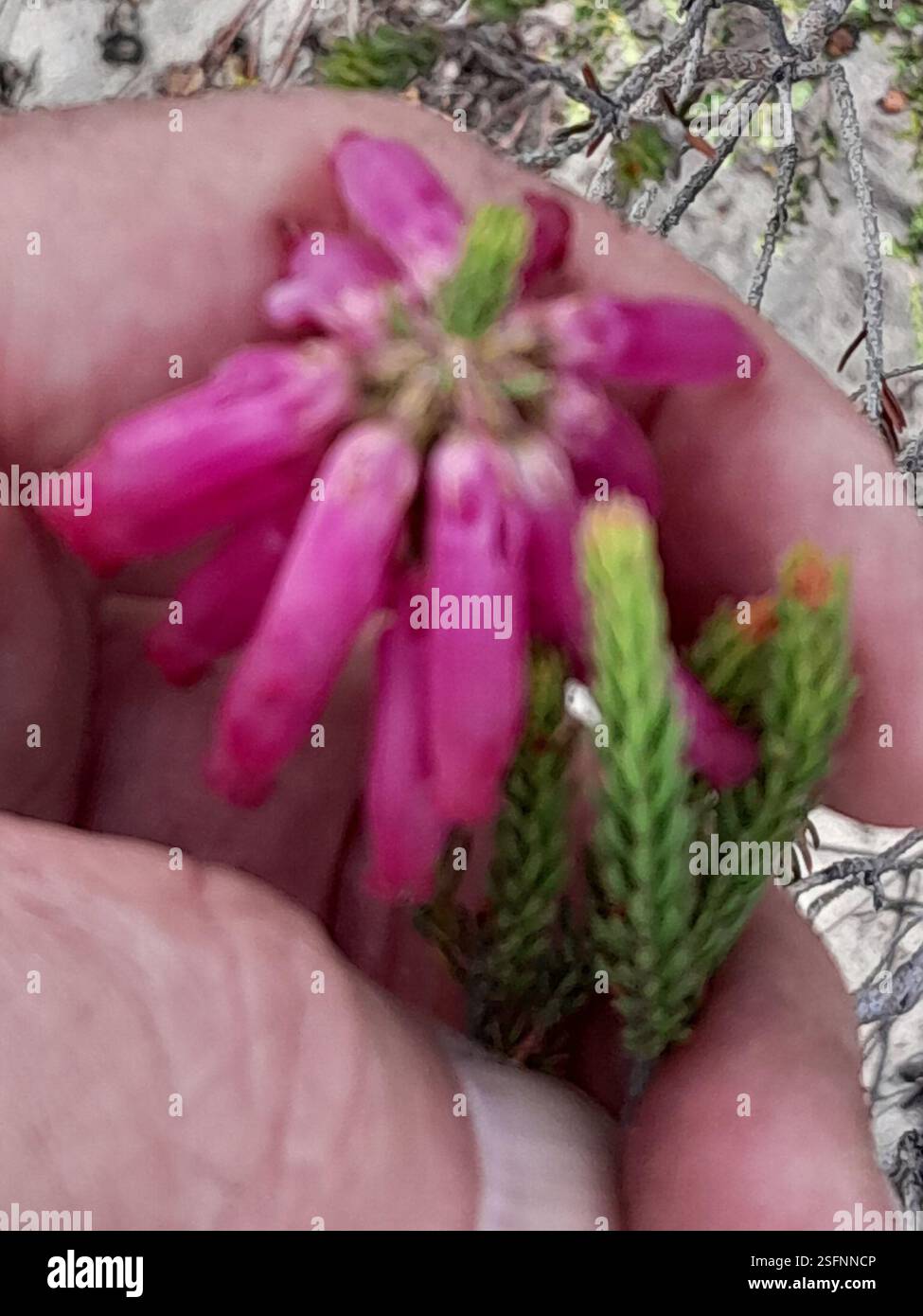 Ninepin Heath (Erica mammosa), Plantae, Cape Farms, Cape Town, South ...