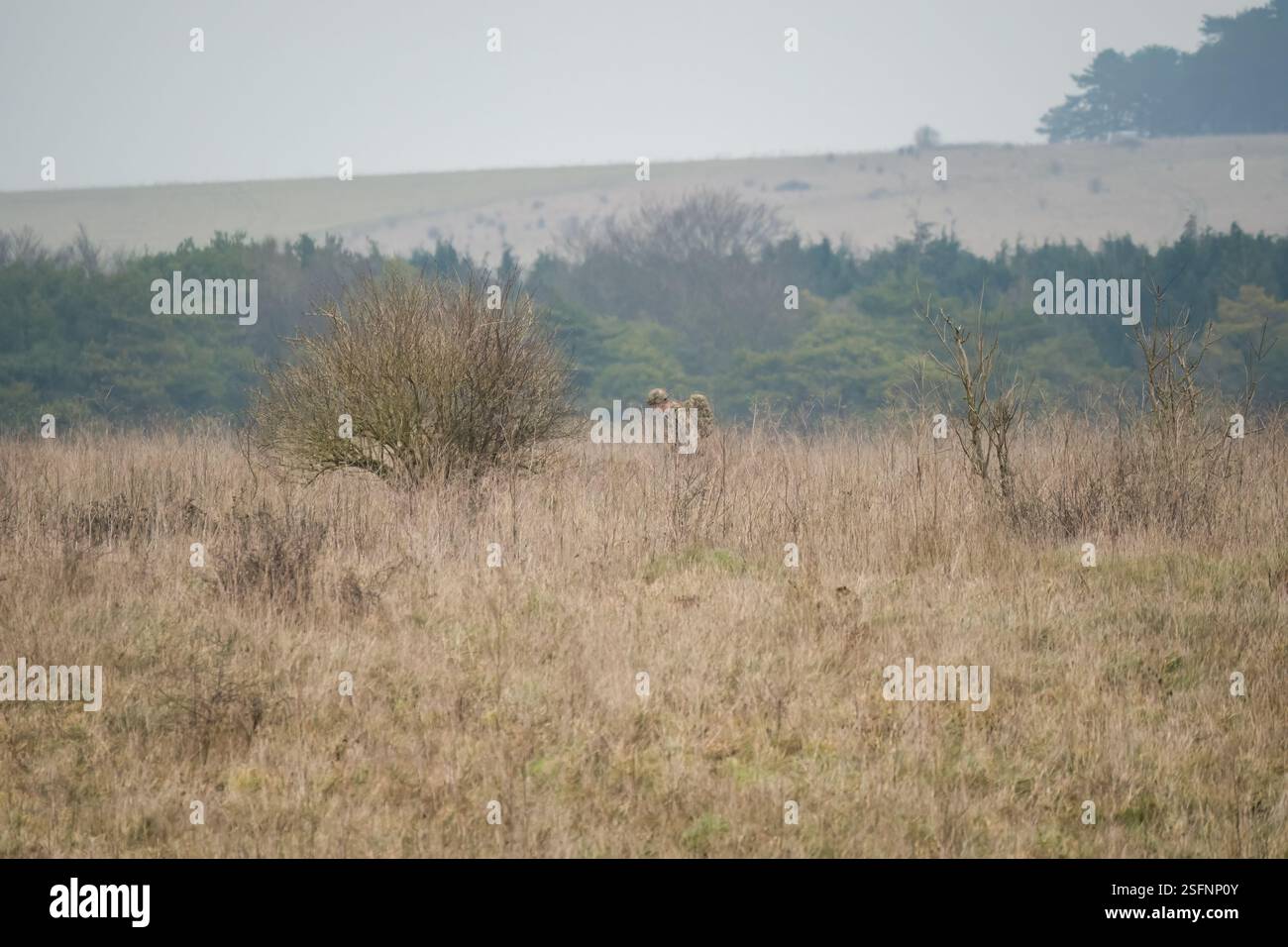 a British army infantry soldier on a tabbing exercise bearing full 40Kg ...