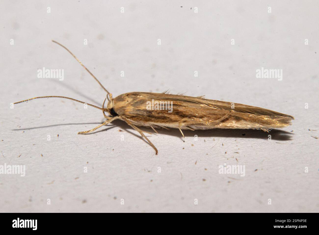 Greylined Featherfoot (Stathmopoda plumbiflua), Insecta, Ranfurly, New ...