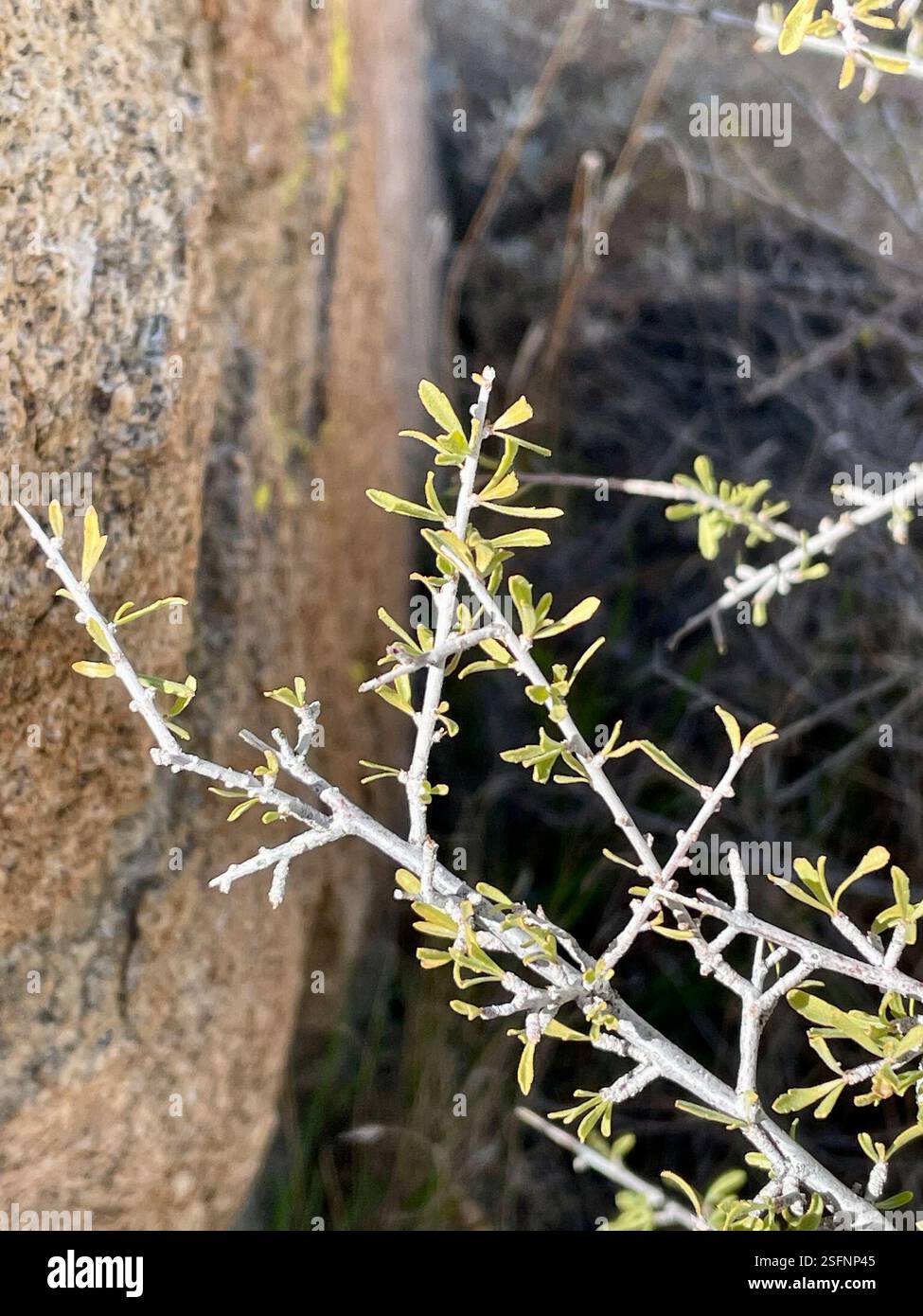 Anderson Thornbush (Lycium andersonii), Plantae, Joshua Tree National ...
