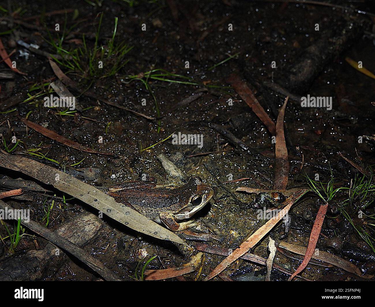 Brown Tree Frog (Litoria ewingii), Amphibia, Hobart TAS, Australia ...