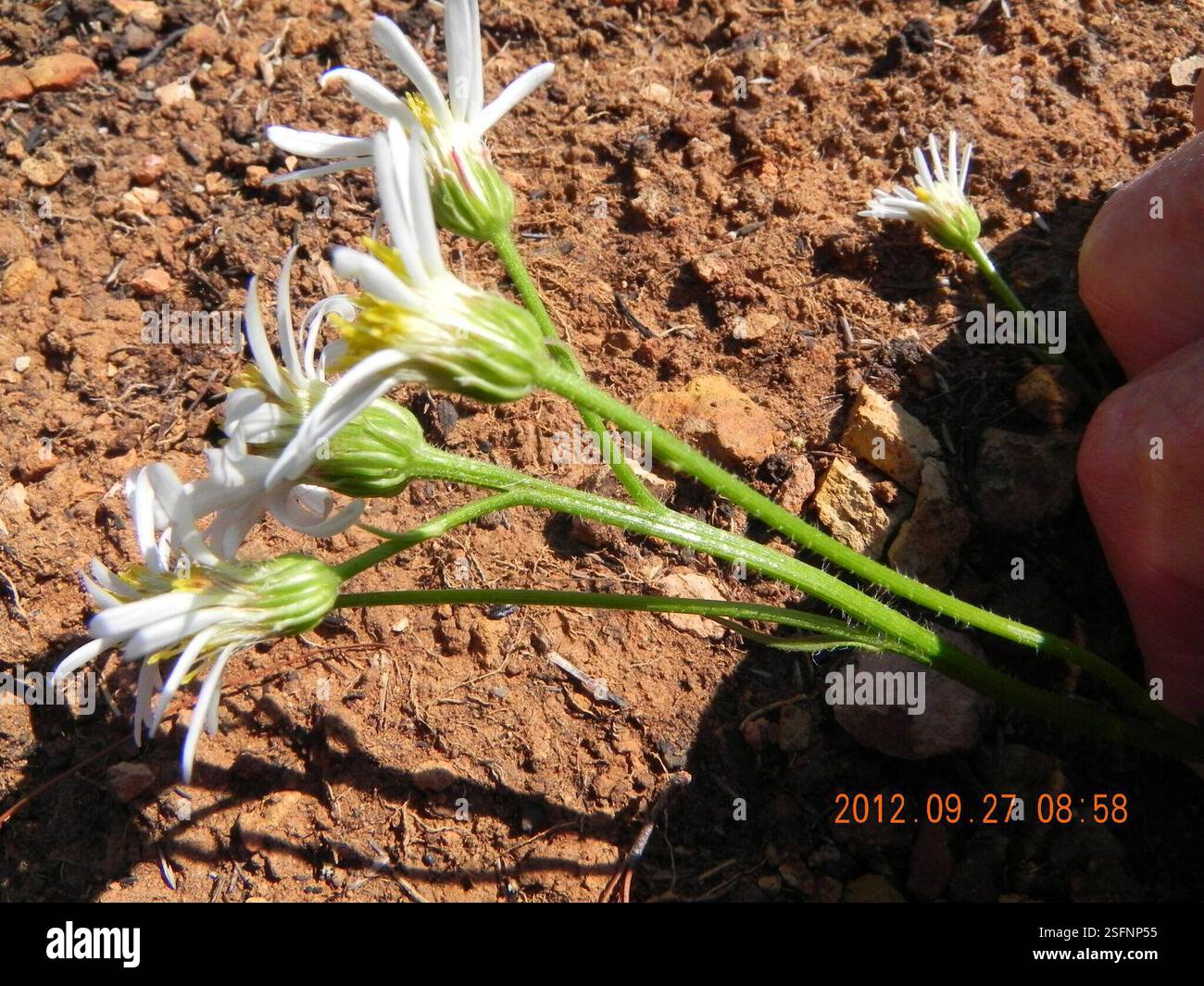 (Afroaster pleiocephalus), Plantae, Giants Castle Game Reserve, South ...