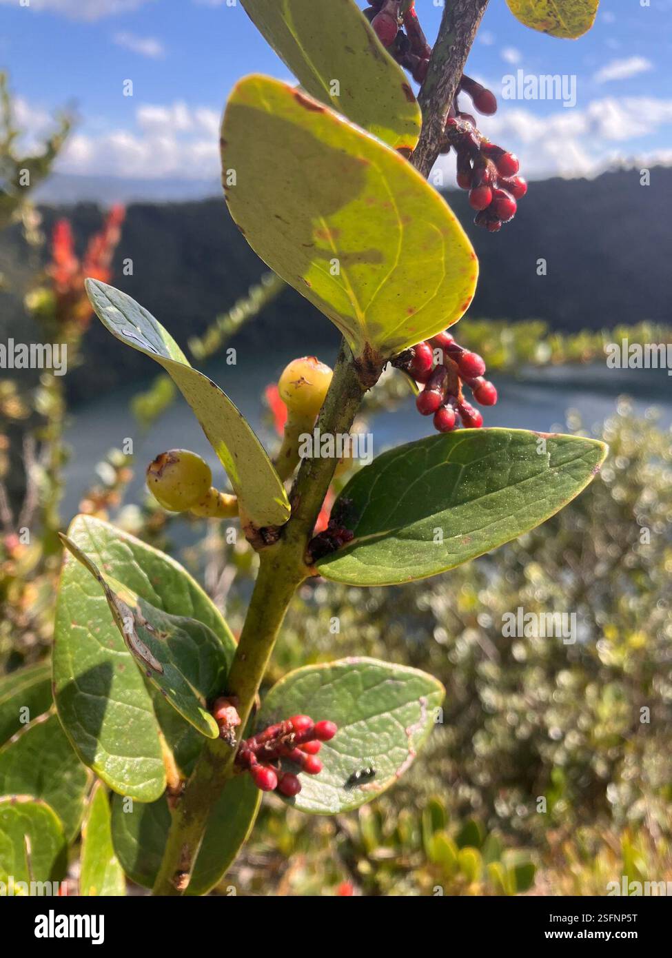 tropical blueberry (Macleania rupestris), Plantae, Tierra Negra ...