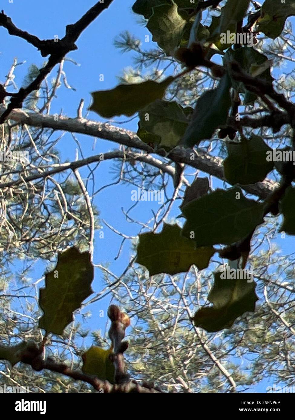 white oaks (Quercus), Plantae, Torrey Pines State Natural Reserve, San ...