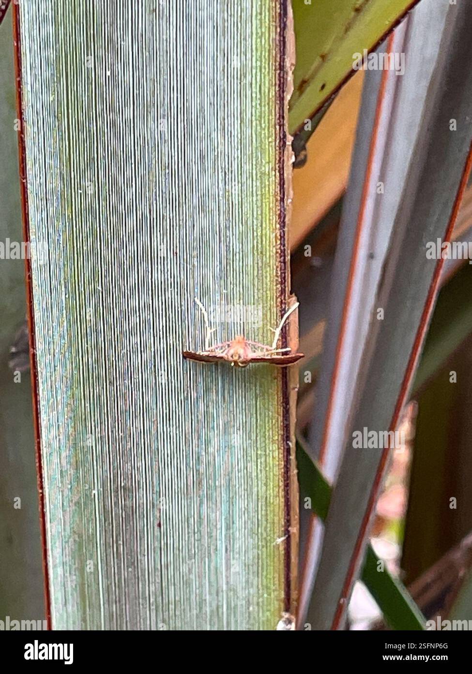 (Endotricha pyrosalis), Insecta, Melbourne VIC, Australia Stock Photo ...