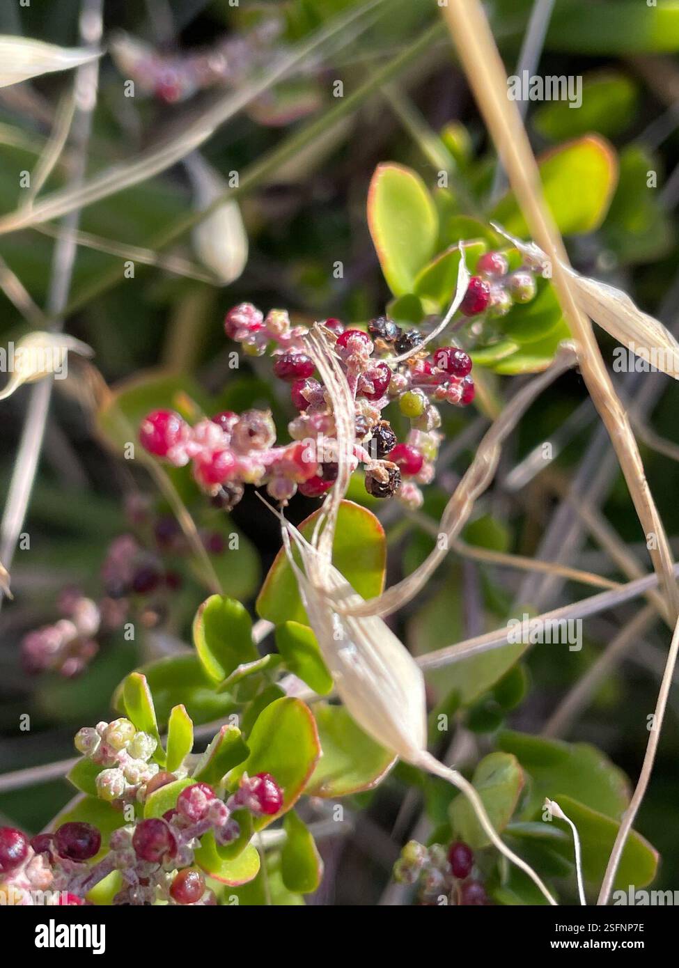 Seaberry Saltbush (Rhagodia candolleana), Plantae, Melbourne VIC ...