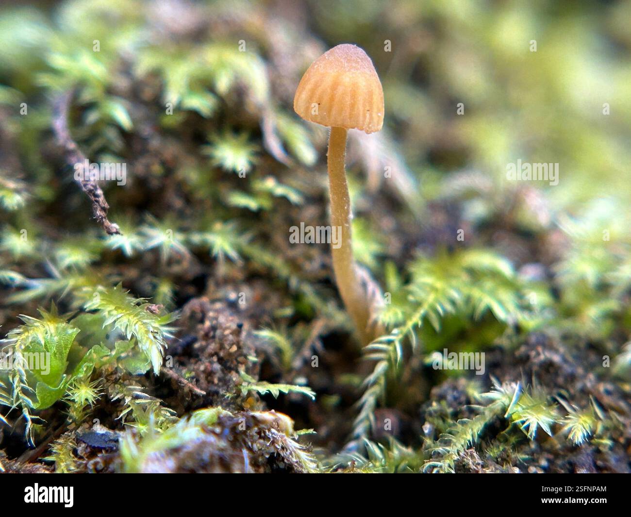 Moss Bells (Galerina), Fungi, Montaña de Oro State Park, Los Osos, CA ...