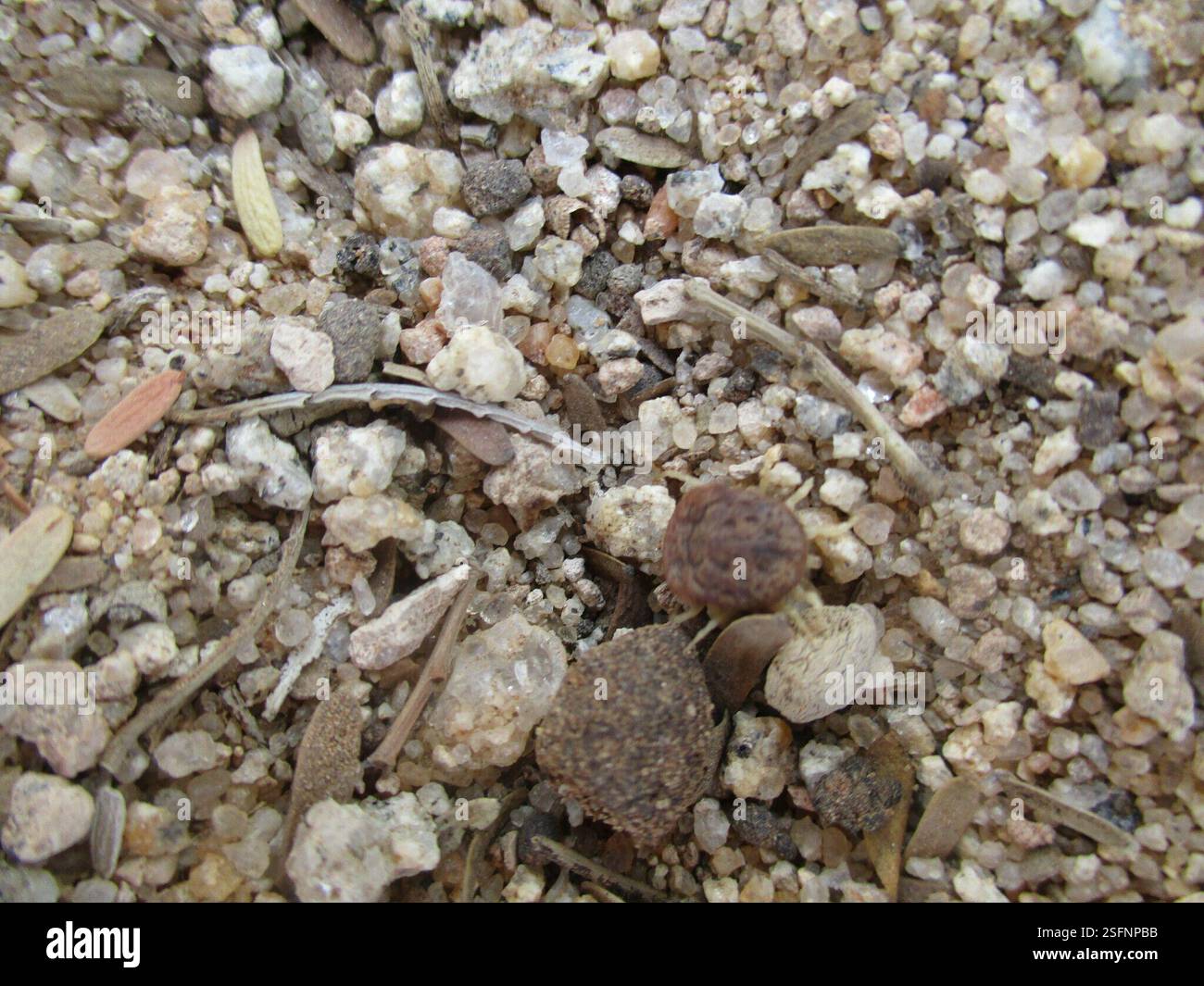 Softbacked Ticks (Argasidae), Arachnida, Erongo Region, Namibia Stock ...