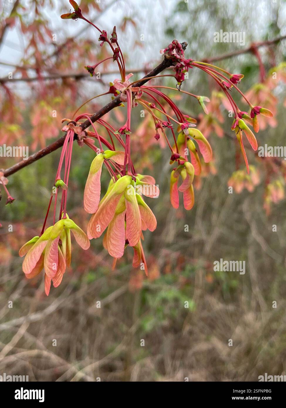 red maple (Acer rubrum), Plantae, US-52, Morven, NC, US, What??!! Young ...