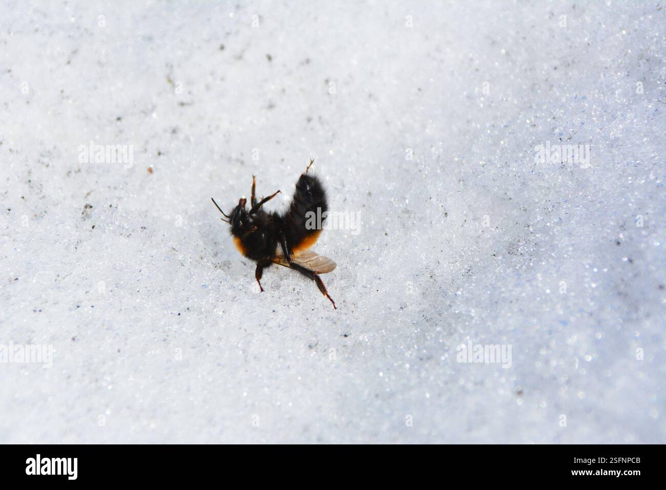 Tundra Bumble Bee (Bombus hyperboreus), Insecta, Чукотский автономный ...