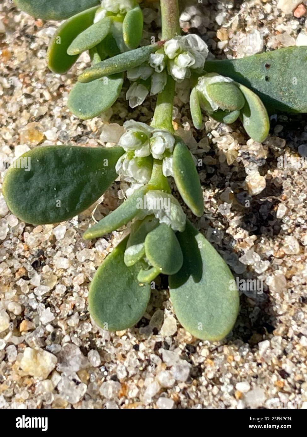 Frost Mat (Achyronychia cooperi), Plantae, Borrego Springs Rd, Borrego ...