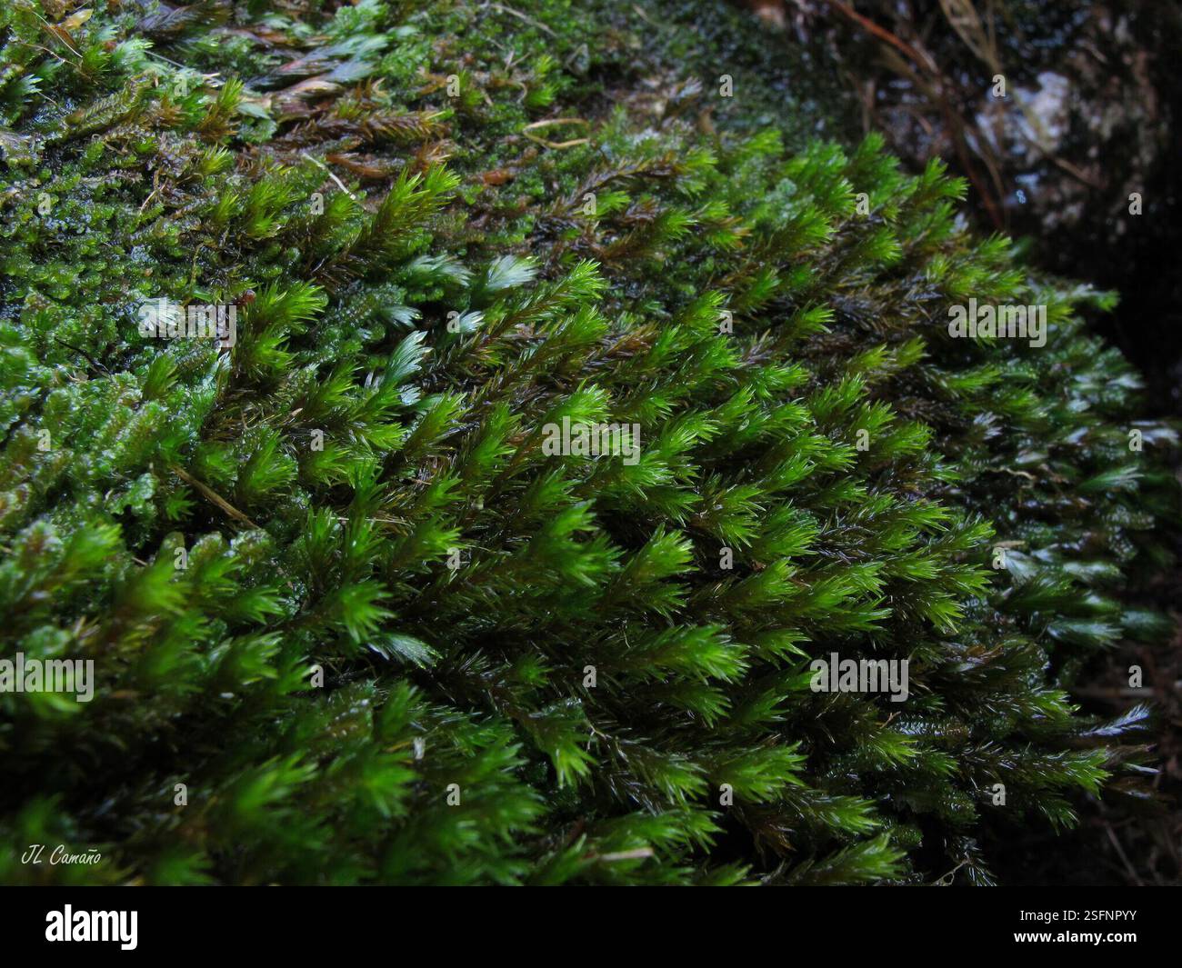 Narrow-leaved Fringe-moss (Racomitrium aquaticum), Plantae, Pontevedra ...