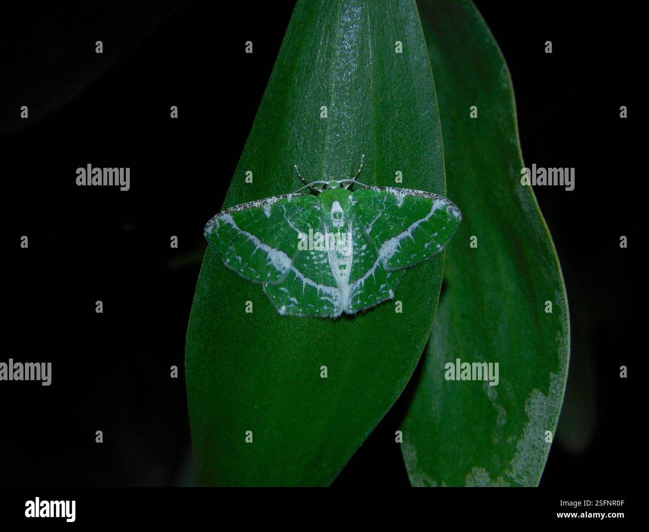 Lacy Emerald (Eucyclodes insperata), Insecta, Hobart TAS, Australia ...