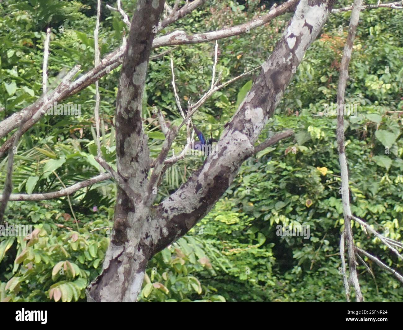 Spider Wasps (Pompilidae), Insecta, Lahad Datu, Sabah, Malaysia, love ...