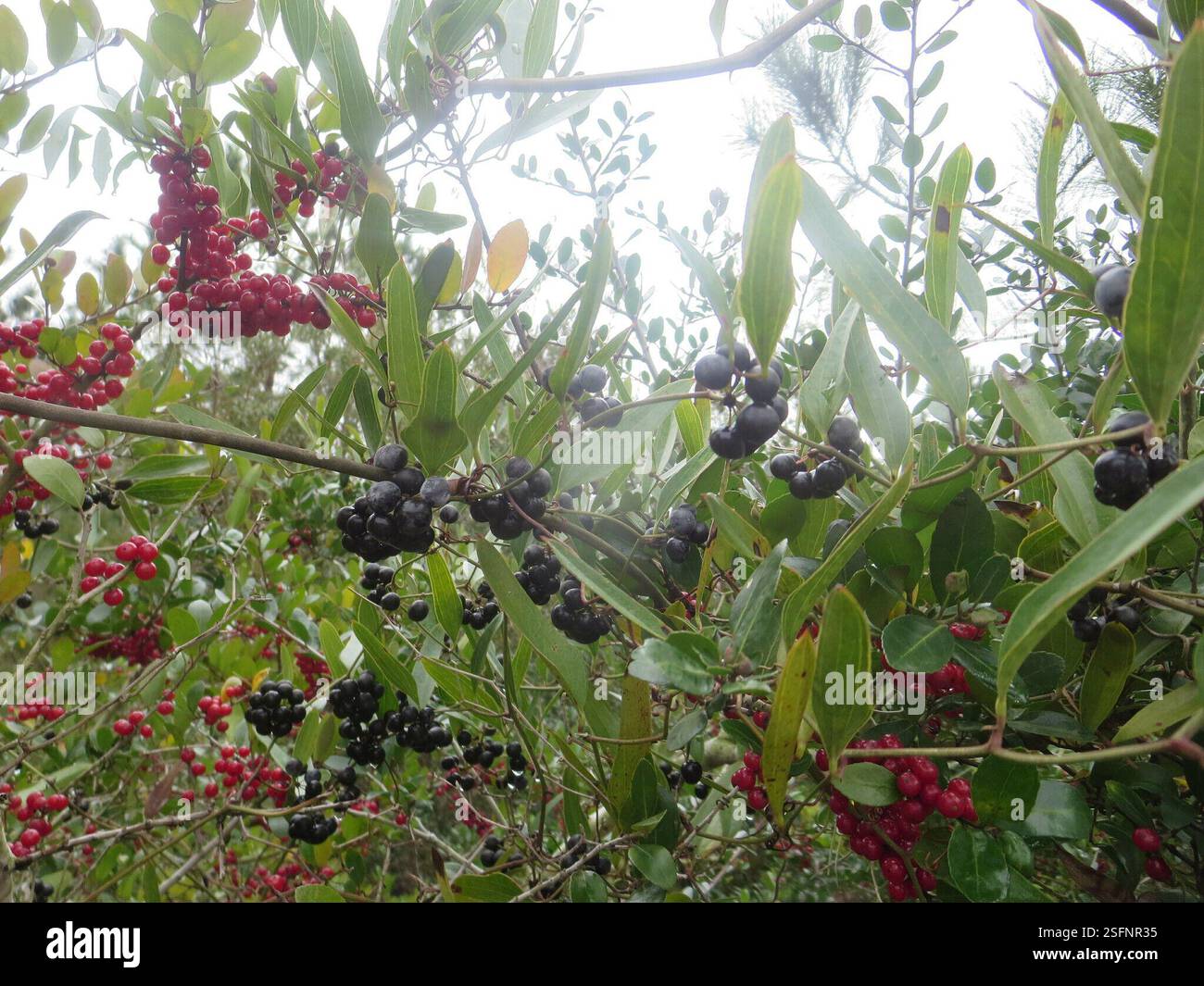 greenbrier family (Smilacaceae), Plantae, Windsor Forest, Savannah, GA ...