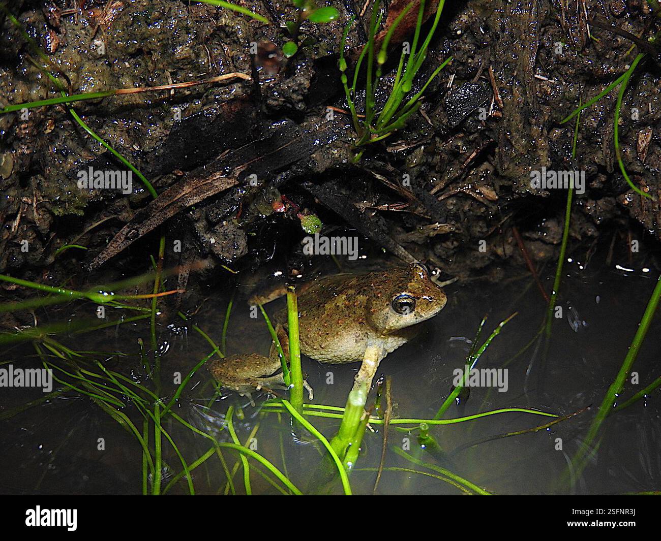 Common Eastern Froglet (Crinia signifera), Amphibia, Hobart TAS ...