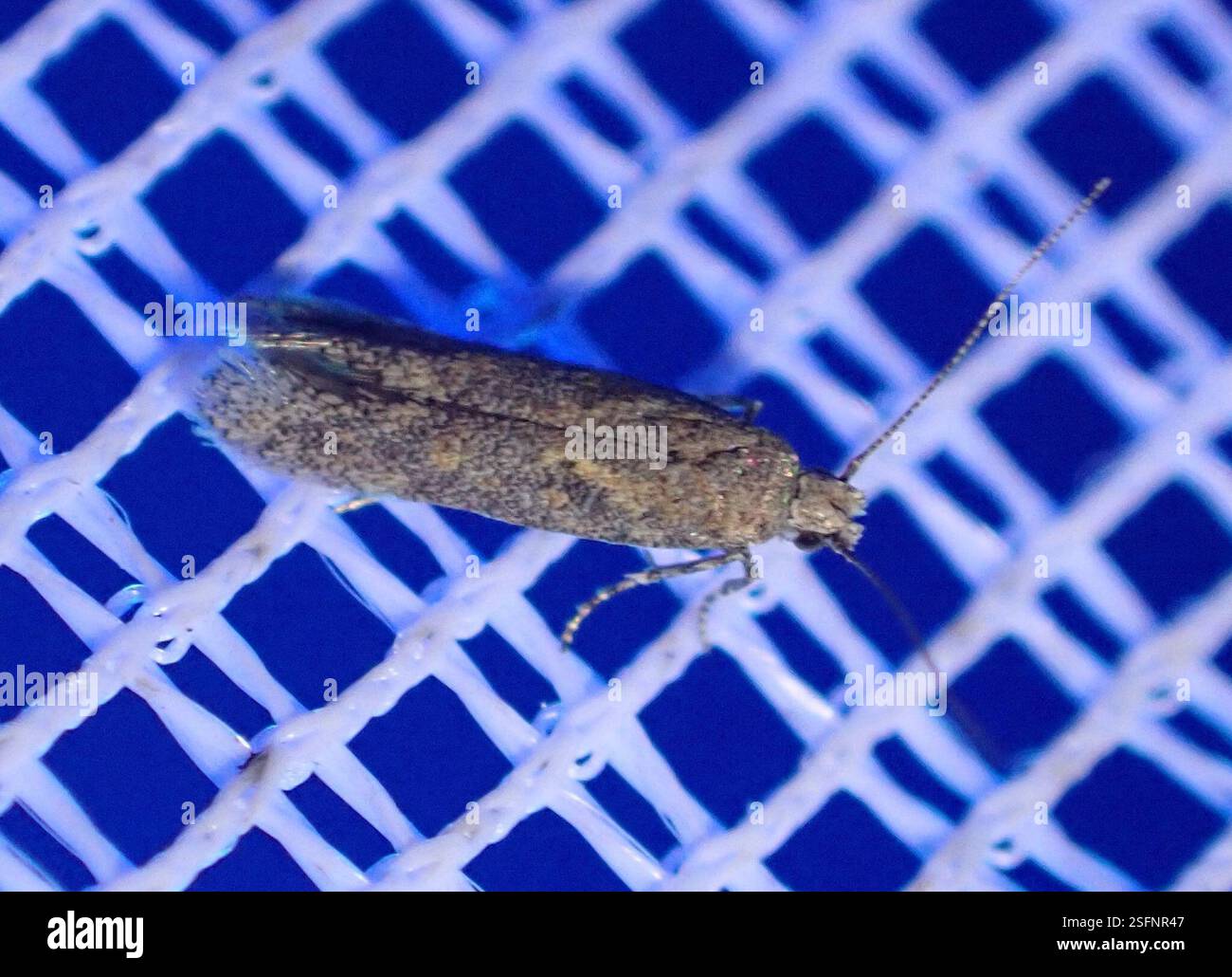 (Tuta absoluta), Insecta, São Vicente, Cape Verde, CV Stock Photo - Alamy