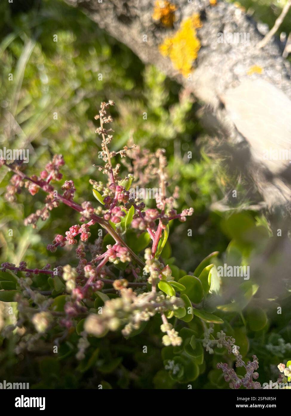 Seaberry Saltbush (Rhagodia candolleana), Plantae, Melbourne VIC ...