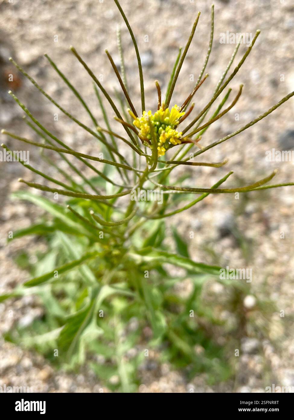London rocket (Sisymbrium irio), Plantae, Dillon Rd, Whitewater, CA, US ...