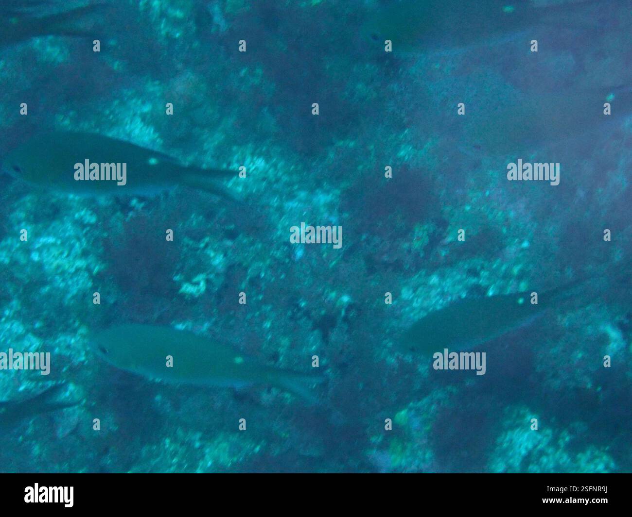 Brown Chromis (Azurina multilineata), Actinopterygii, Baía da ...