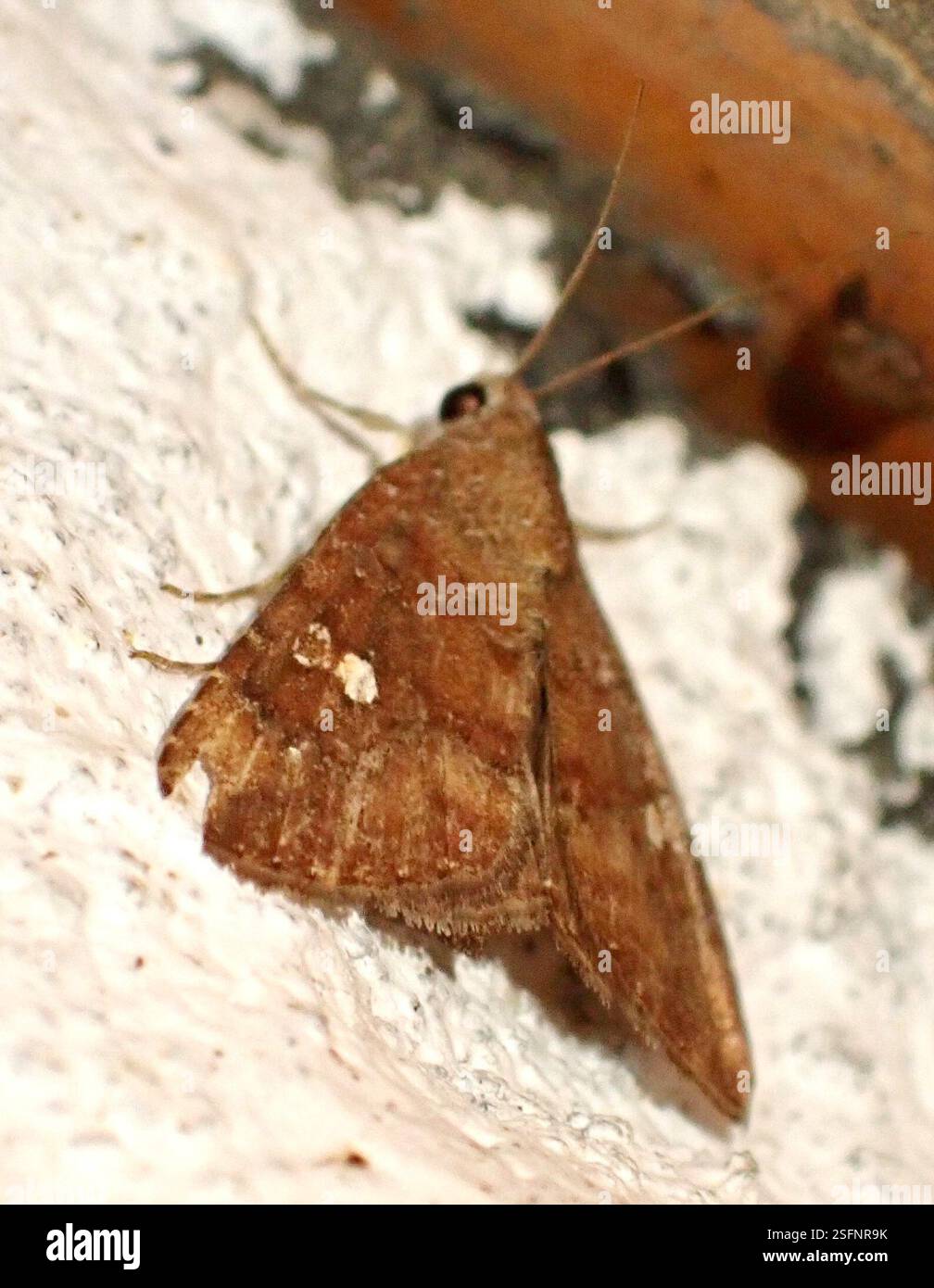 Oriental Eight-spot (Amyna axis), Insecta, Santo Antão, Cape Verde, CV ...