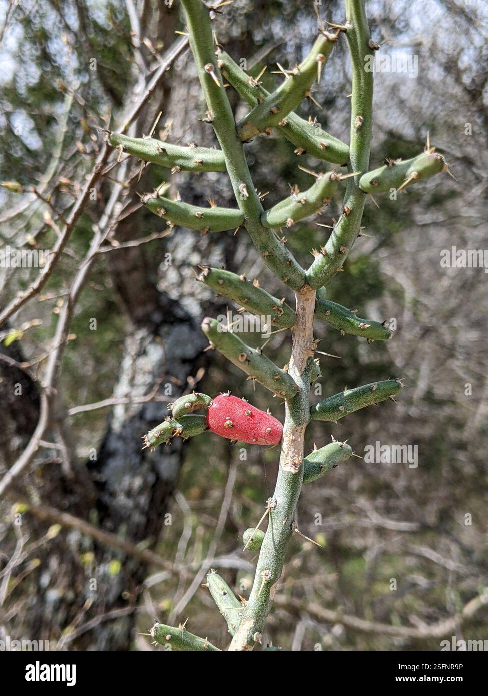 Christmas cholla (Cylindropuntia leptocaulis), Plantae, Garfield, TX ...