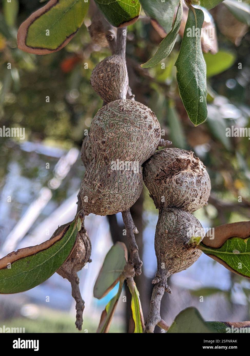 Southern Live Oak Stem Gall Wasp (Callirhytis quercusbatatoides ...