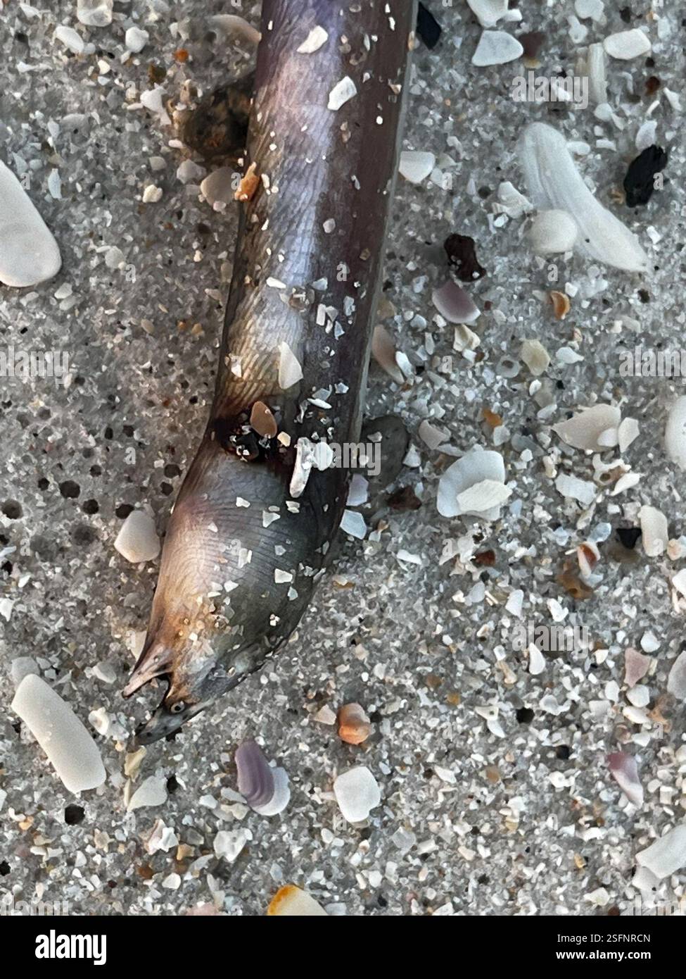 Snake Eels (Ophichthidae), Actinopterygii, Little Hickory Island ...
